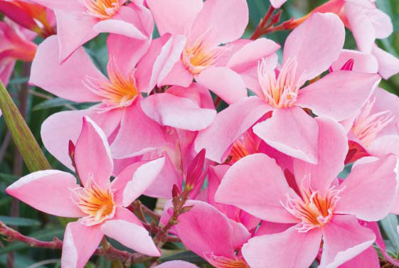 Home Safety Guide - Homesafe Kids